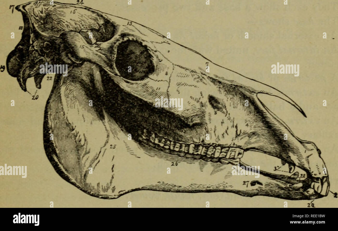 . Eine compend der pferdeartigen Anatomie und Physiologie. Pferde ...