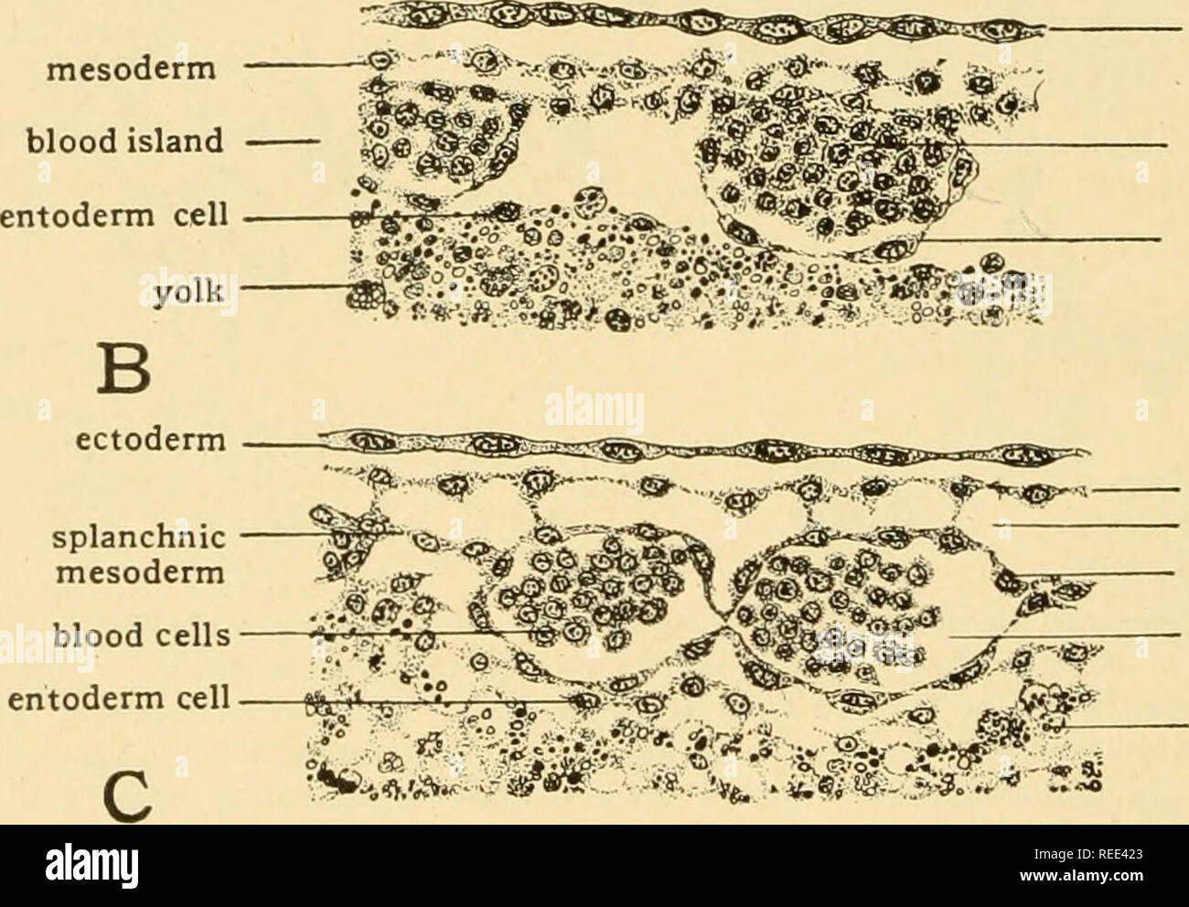 . Vergleichende Anatomie. Anatomie, Vergleichende. 366 vergleichende ...
