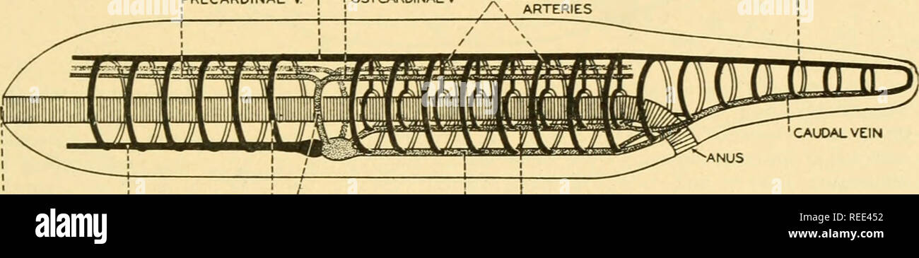 Spezialisierte anatomie wesentlich -Fotos und -Bildmaterial in hoher ...