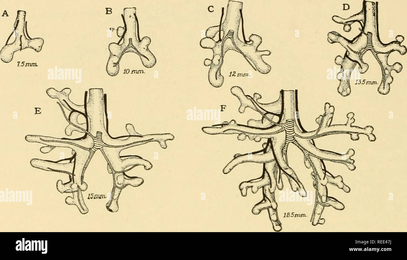 . Vergleichende Anatomie. Anatomie, Vergleichende. 342 vergleichende ...