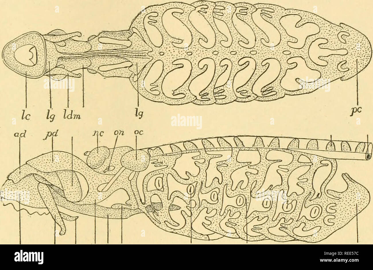 . Vergleichende Anatomie. Anatomie, Vergleichende. Das SKELETTSYSTEM ...