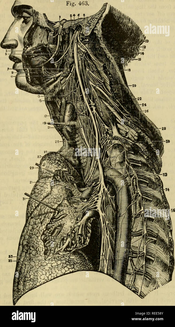 . Die vergleichende Anatomie der domestizierten Tiere. Veterinär ...