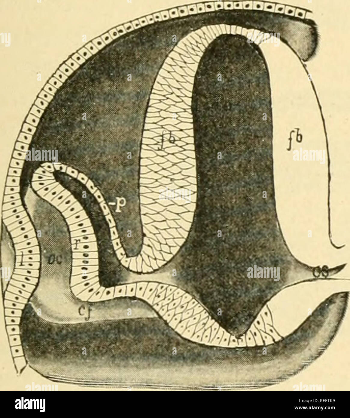 . Vergleichende Anatomie. Anatomie, Vergleichende. (Von Kingsley ...