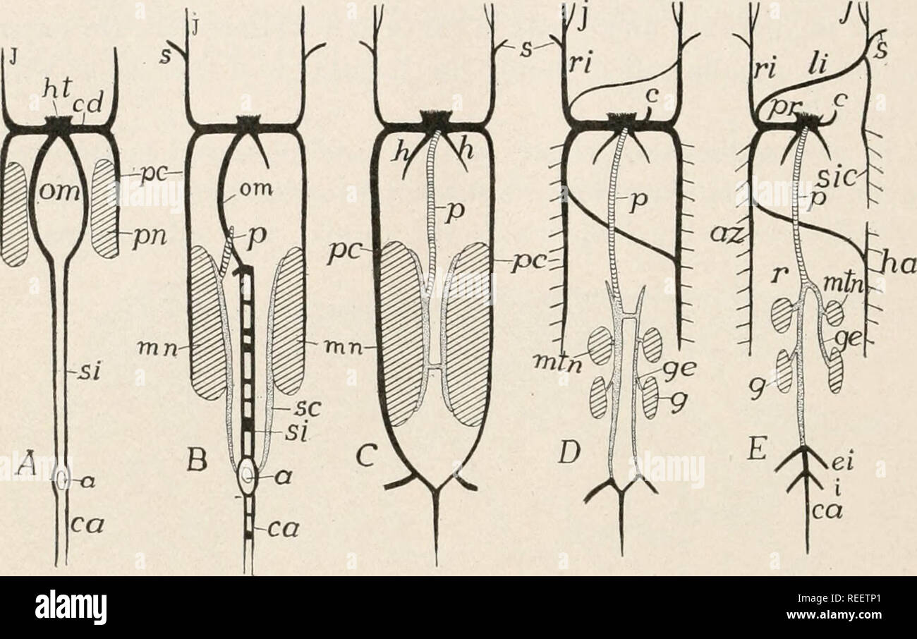 Spermatic duct -Fotos und -Bildmaterial in hoher Auflösung – Alamy