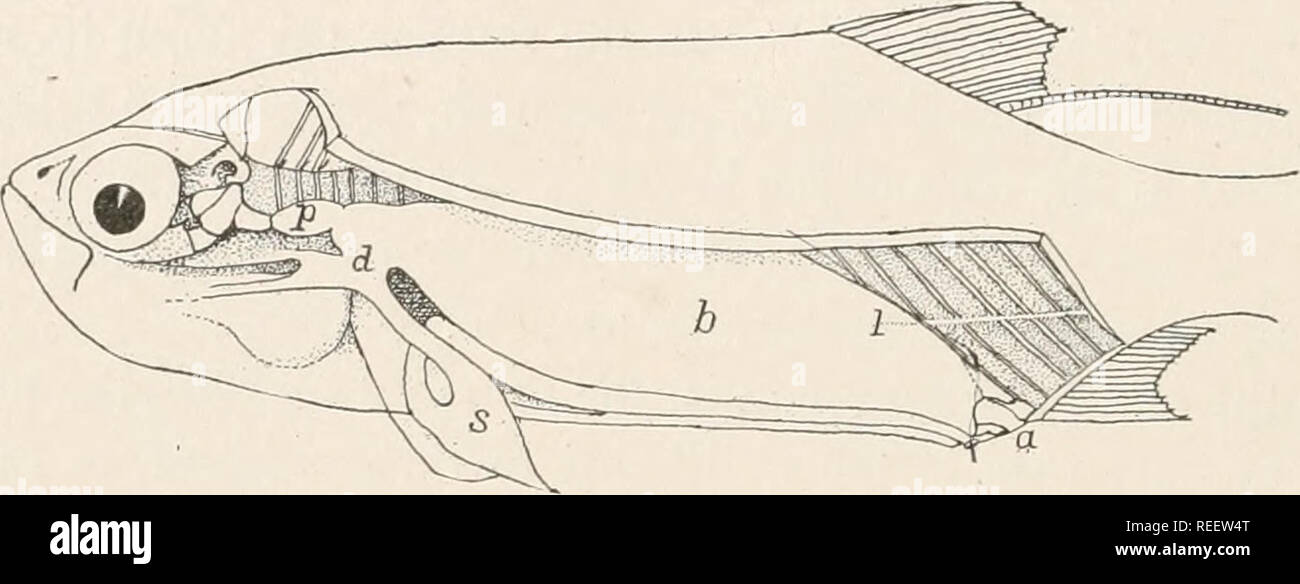 . Vergleichende Anatomie der Wirbeltiere. Anatomie, Vergleichende ...