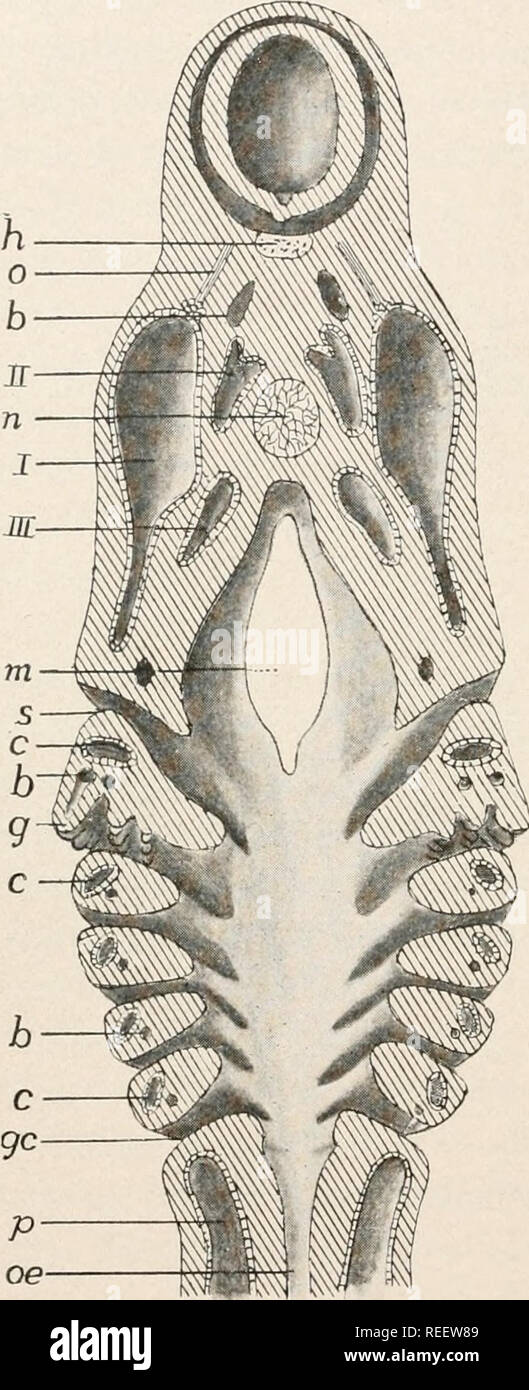 . Vergleichende Anatomie der Wirbeltiere. Anatomie, Vergleichende; Wirbeltiere - Anatomie. 236 ...