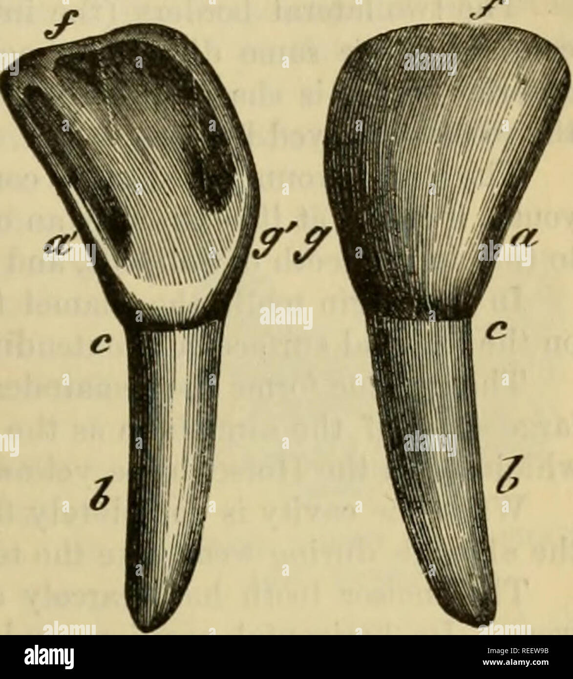 . Die vergleichende Anatomie der domestizierten Tiere. Veterinär ...