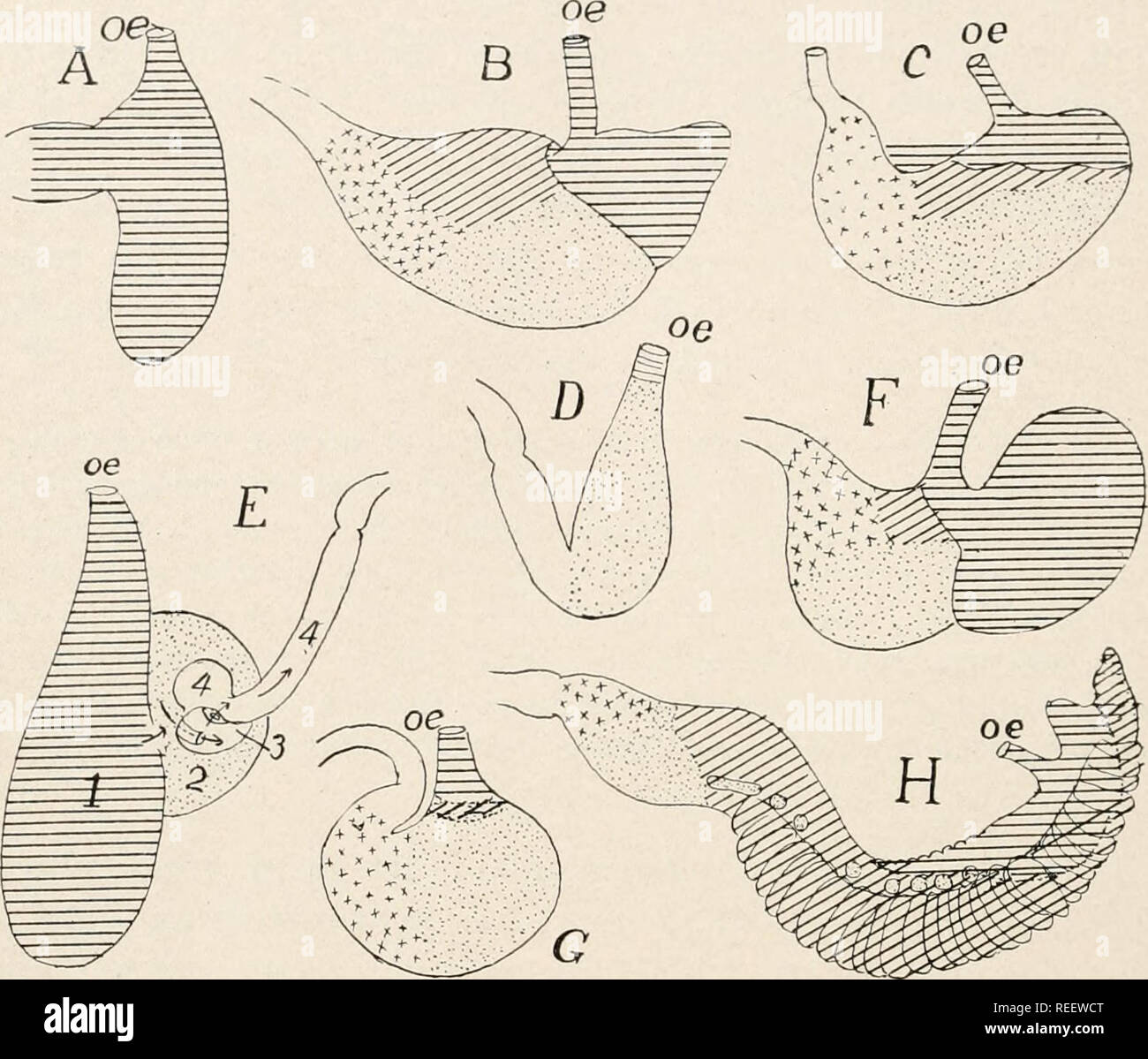 . Vergleichende Anatomie der Wirbeltiere. Anatomie, Vergleichende; Wirbeltiere - Anatomie. 226 ...