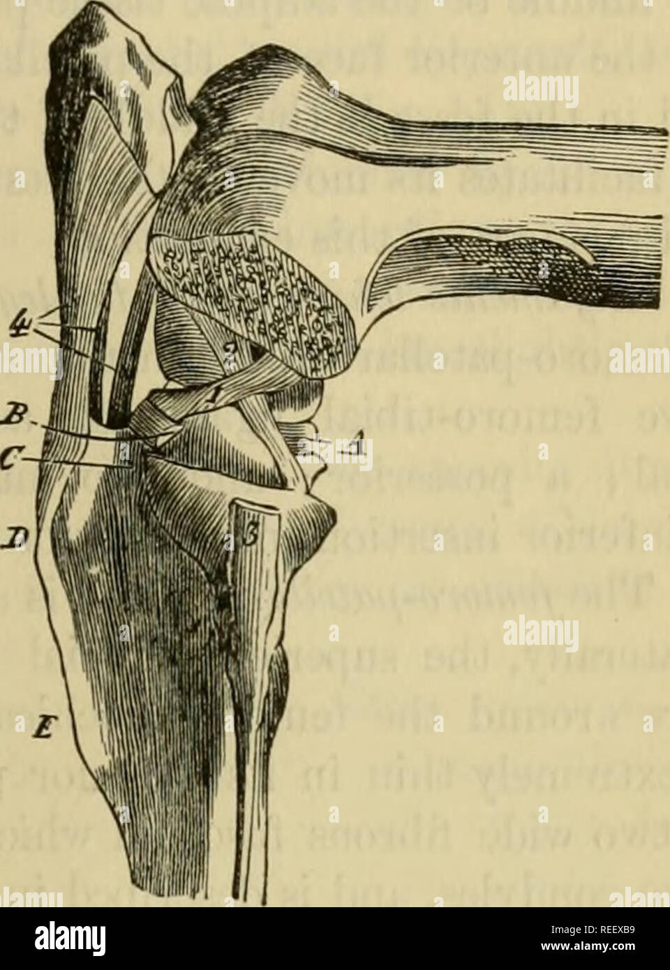 . Die vergleichende Anatomie der domestizierten Tiere. Veterinär ...