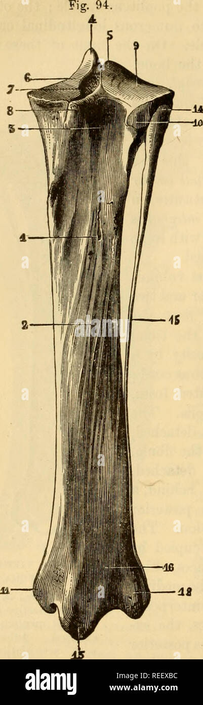 . Die vergleichende Anatomie der domestizierten Tiere. Pferde ...