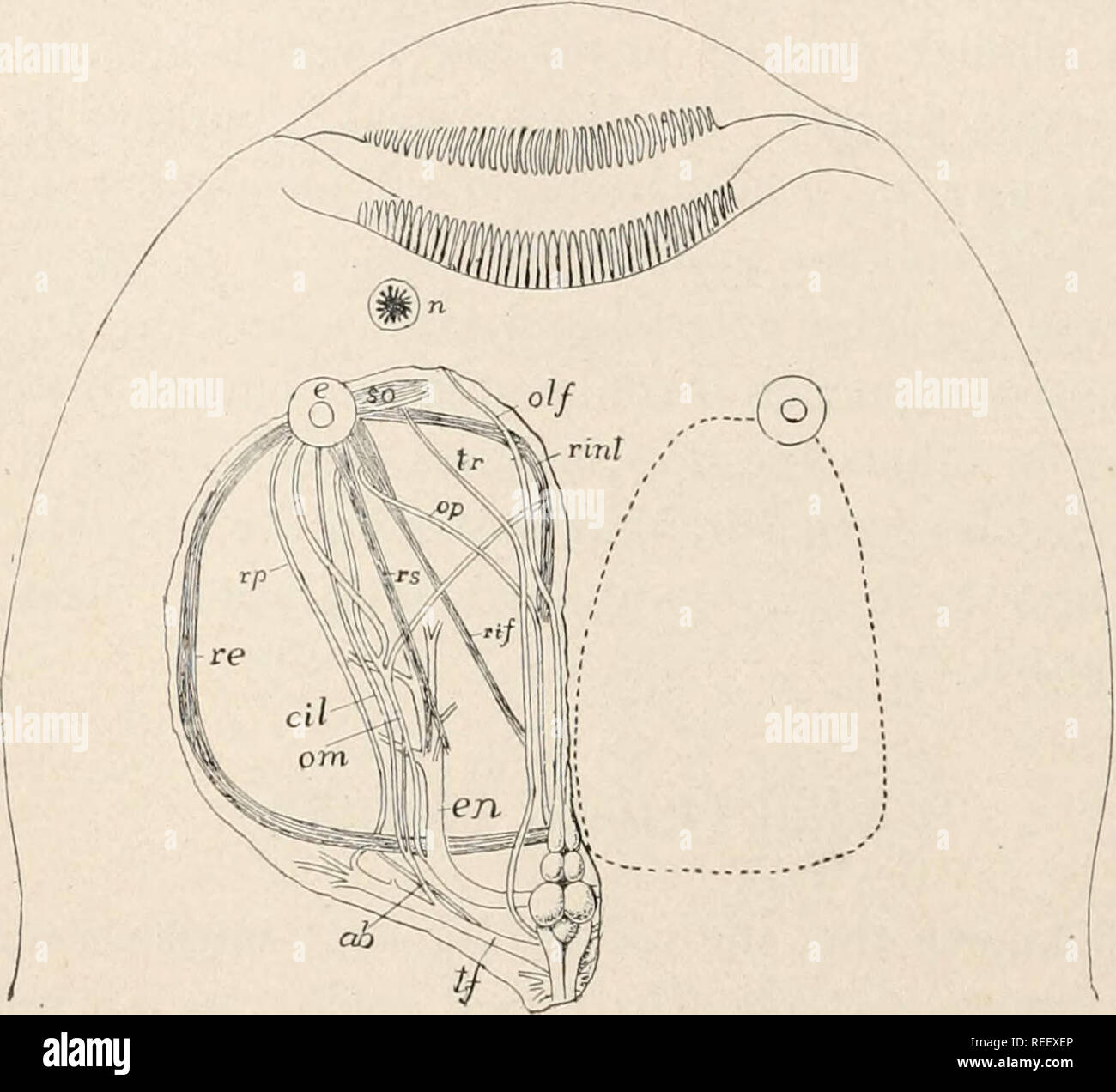 . Vergleichende Anatomie der Wirbeltiere. Anatomie, Vergleichende; Wirbeltiere - Anatomie. 136 ...