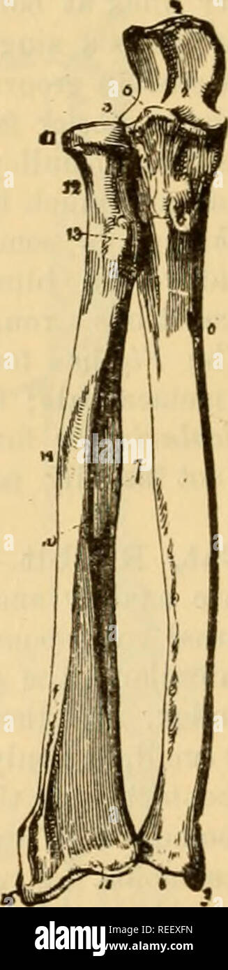 . Die vergleichende Anatomie der domestizierten Tiere. Pferde ...