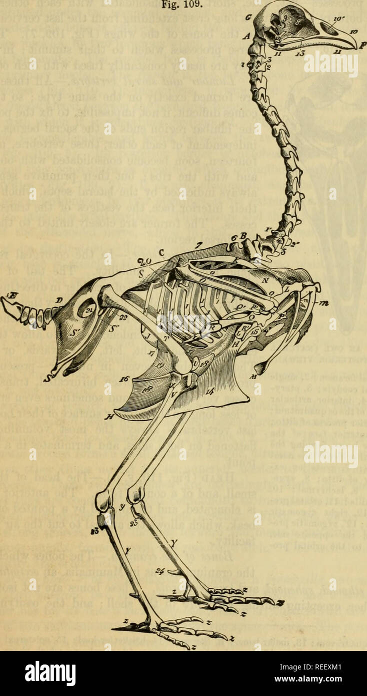 Goose skeleton -Fotos und -Bildmaterial in hoher Auflösung – Alamy