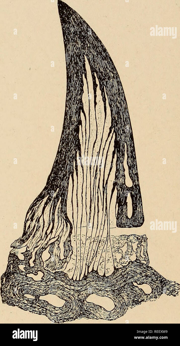 Hecht anatomie -Fotos und -Bildmaterial in hoher Auflösung – Alamy