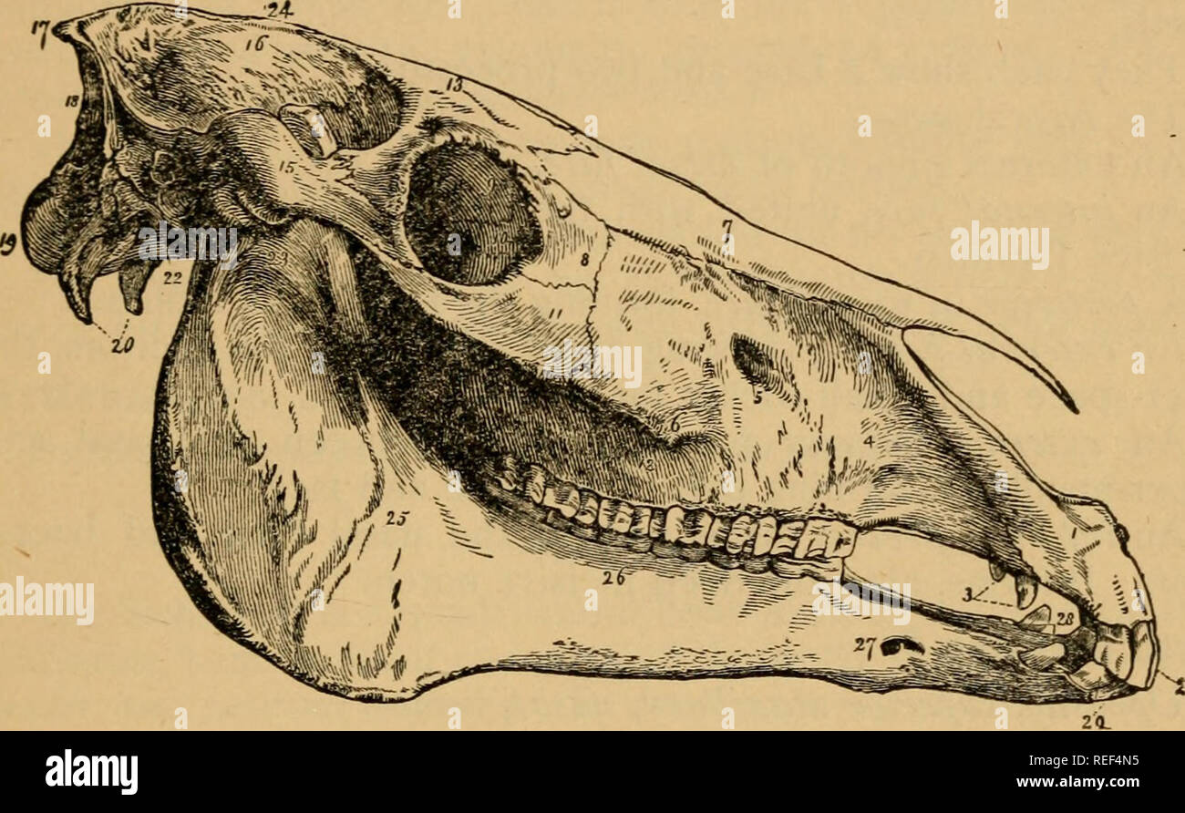 . Eine compend der pferdeartigen Anatomie und Physiologie. Pferde ...