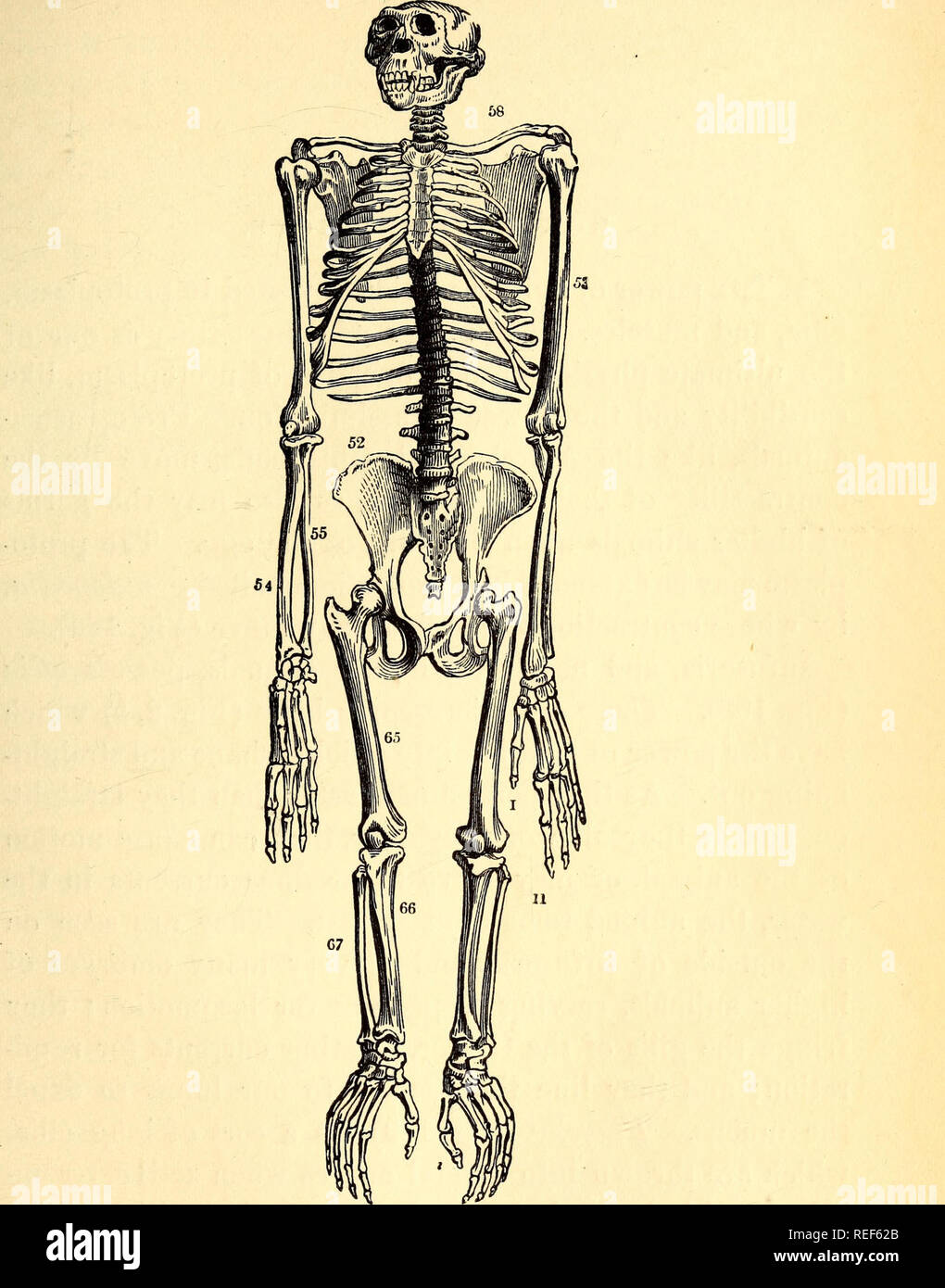 Chimpanzee Skeleton Stockfotos und -bilder Kaufen - Alamy