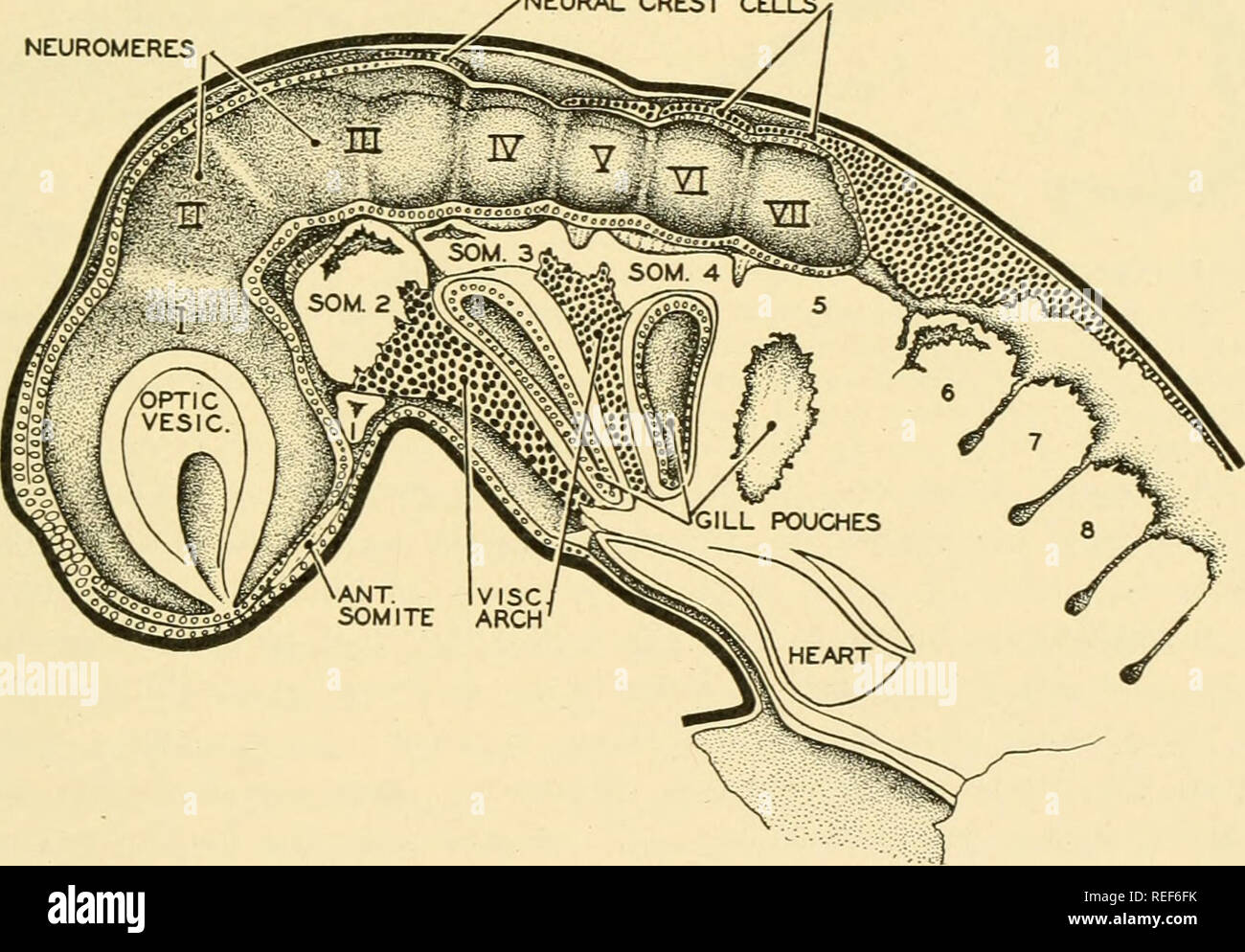 Anatomie embryo nervensystem -Fotos und -Bildmaterial in hoher ...