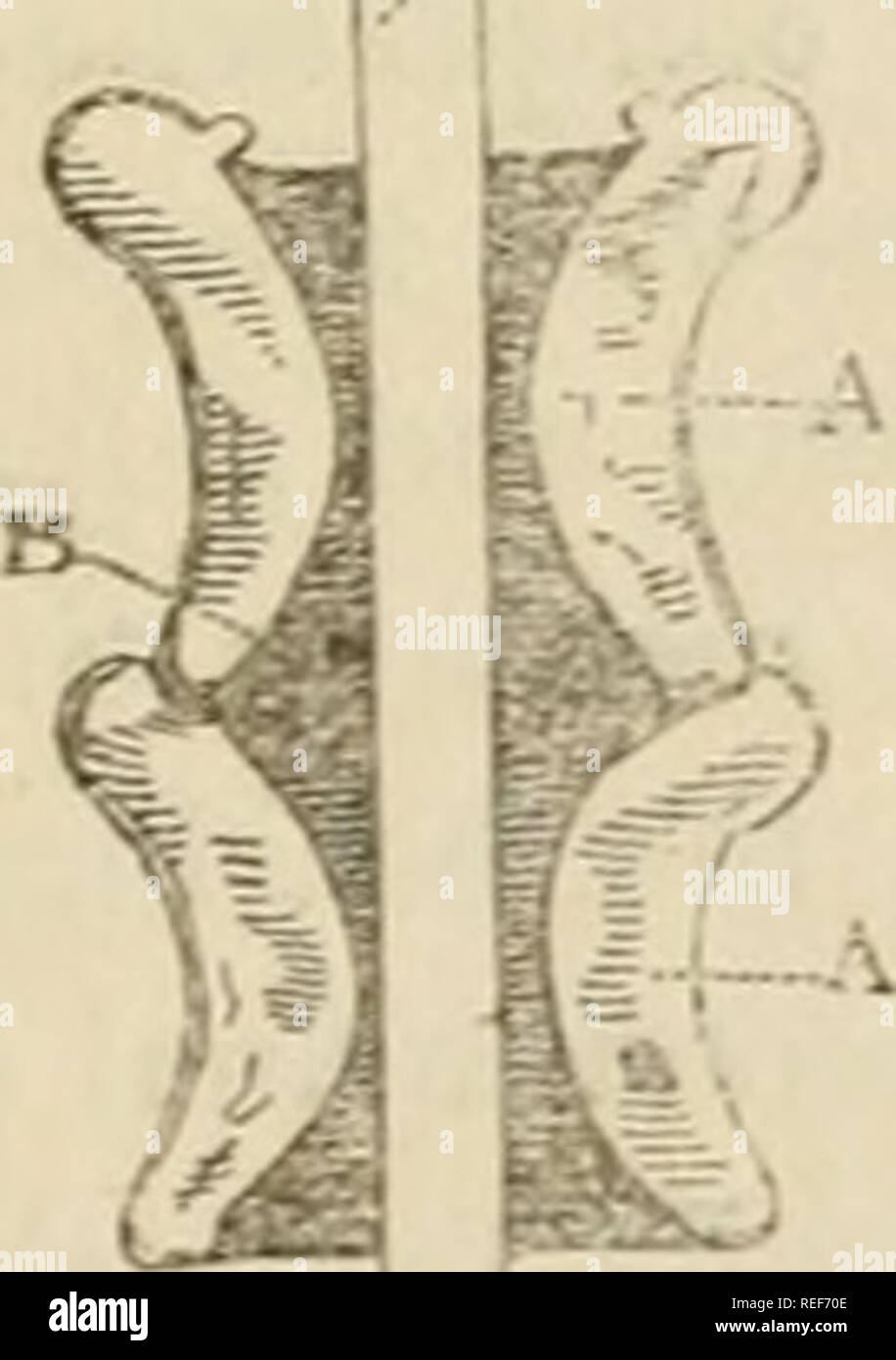 . Vergleiche der Struktur bei der Tiere, der Hand und dem Arm ...