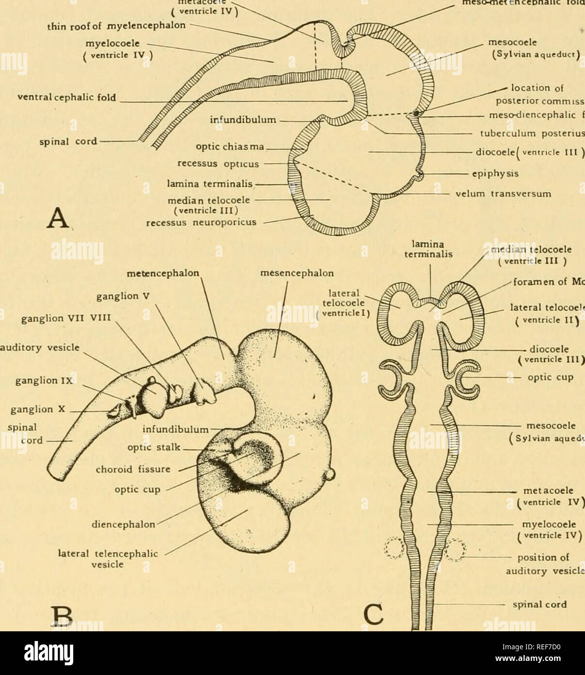 Pars nervosa -Fotos und -Bildmaterial in hoher Auflösung – Alamy