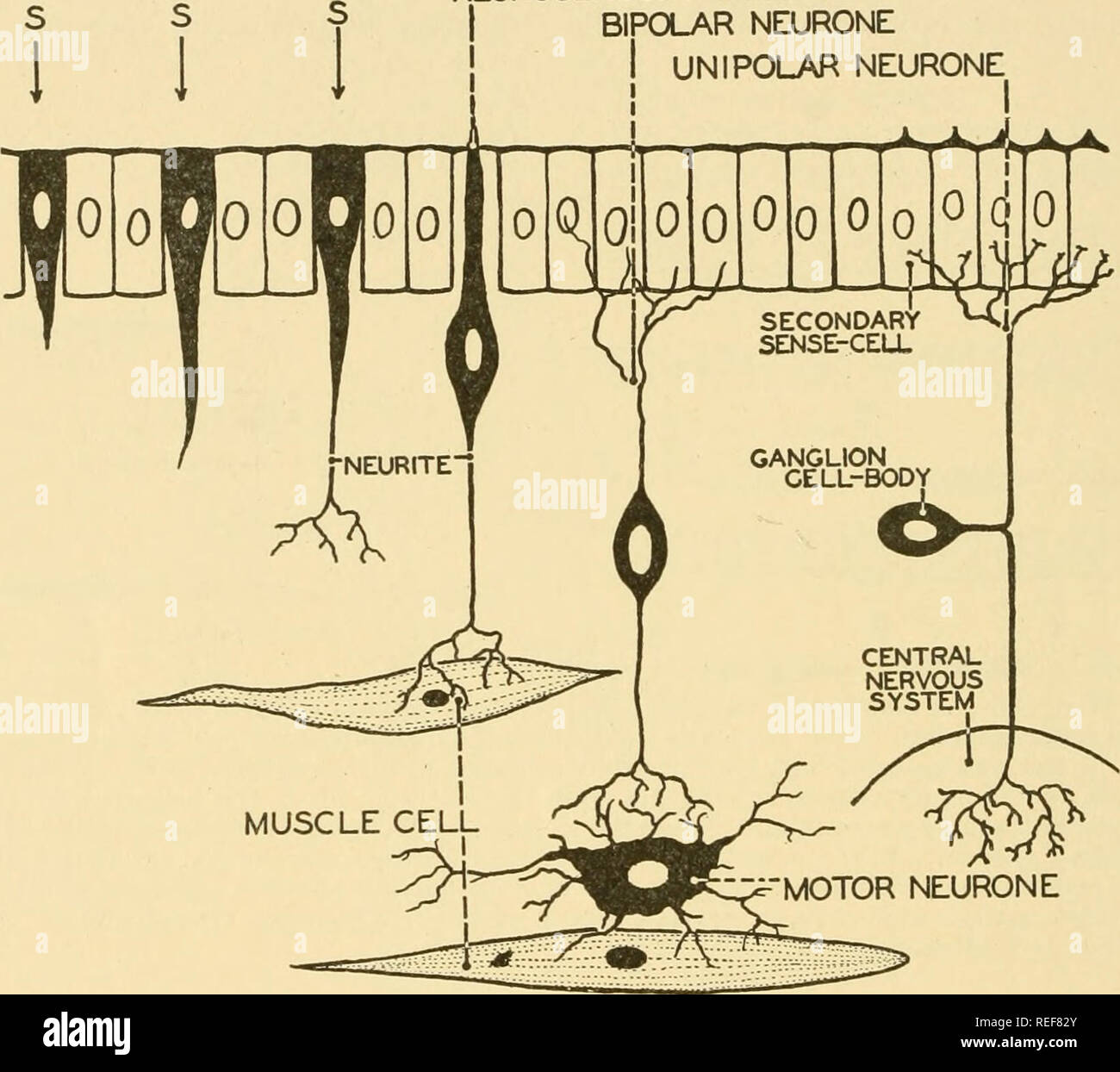. Vergleichende Anatomie. Anatomie, Vergleichende. 470 vergleichende ...