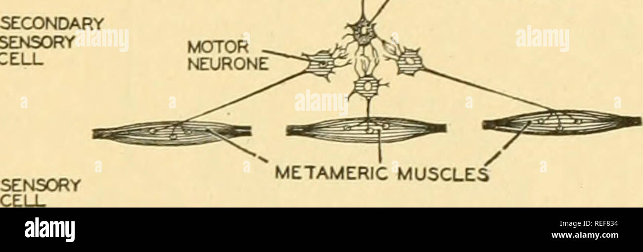 . Vergleichende Anatomie. Anatomie, Vergleichende. Sekundären ...