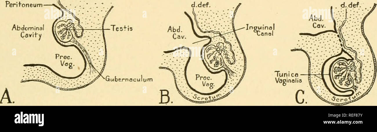 . Vergleichende Anatomie. Anatomie, Vergleichende. Das UROGENITALSYSTEM ...