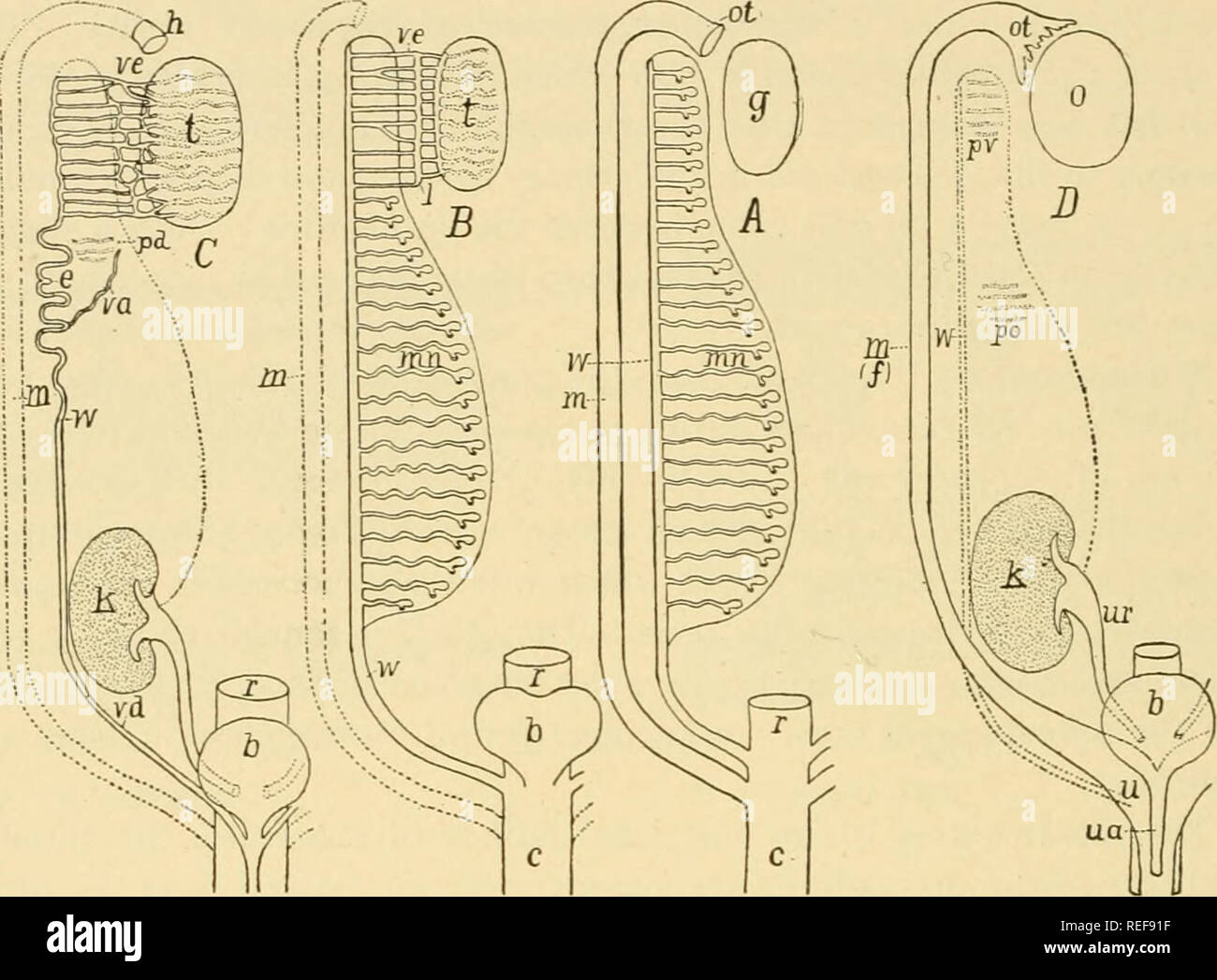 . Vergleichende Anatomie. Anatomie, Vergleichende. 4 o 6 vergleichende ...