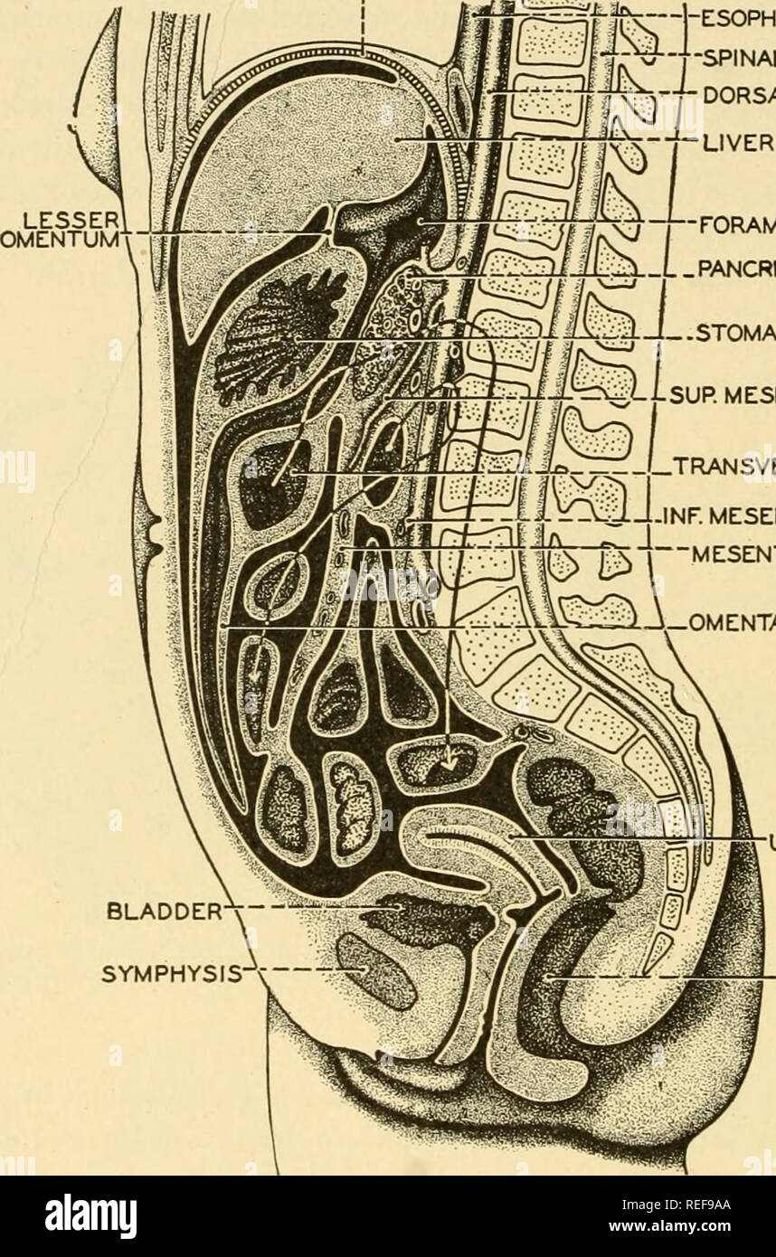 Gebärmutter und darm bauchhöhle -Fotos und -Bildmaterial in hoher ...