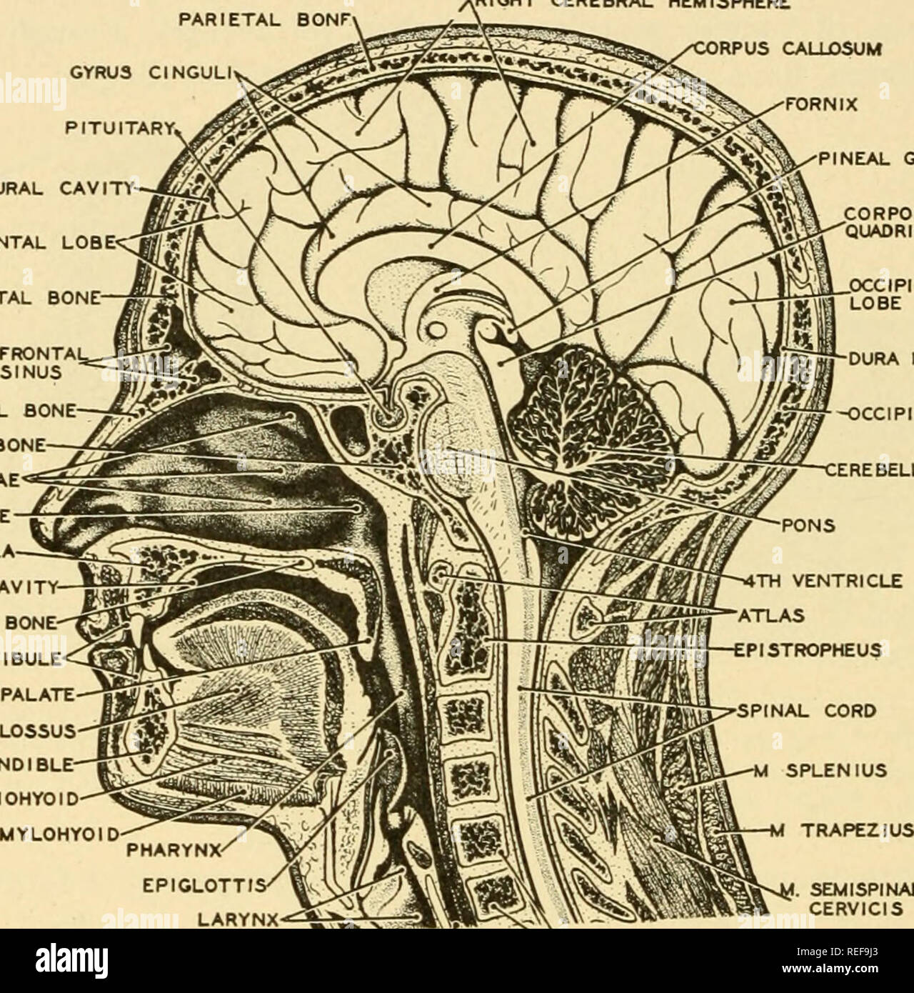 . Vergleichende Anatomie. Anatomie, Vergleichende. 3 o 6 vergleichende ...