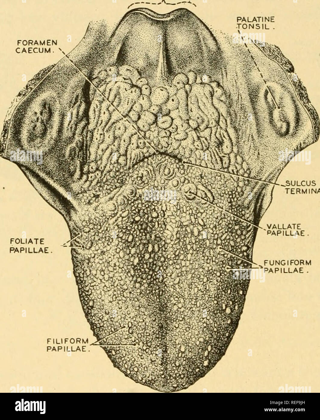 Foliate papillae -Fotos und -Bildmaterial in hoher Auflösung – Alamy