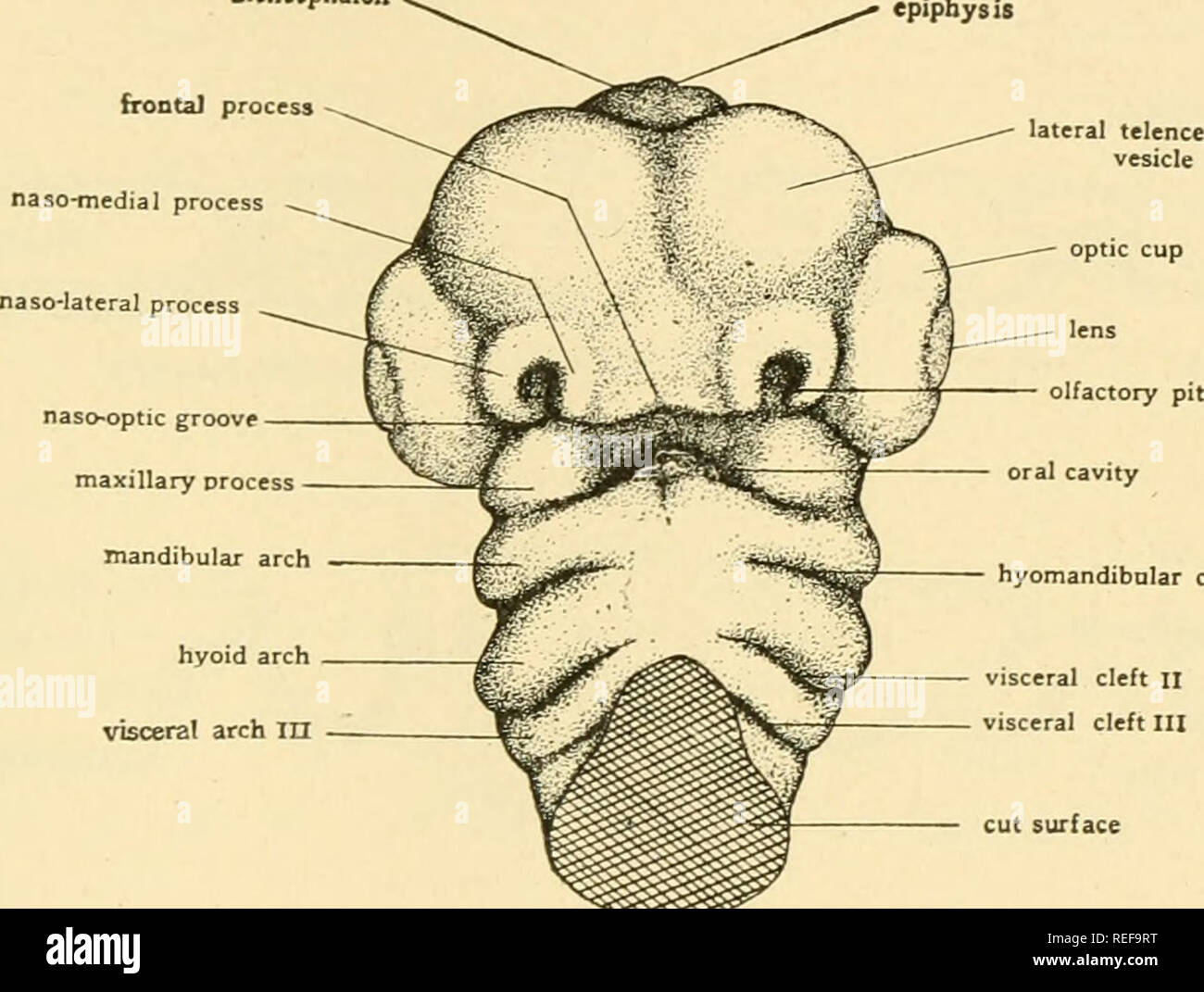. Vergleichende Anatomie. Anatomie, Vergleichende. Das VERDAUUNGSSYSTEM ...