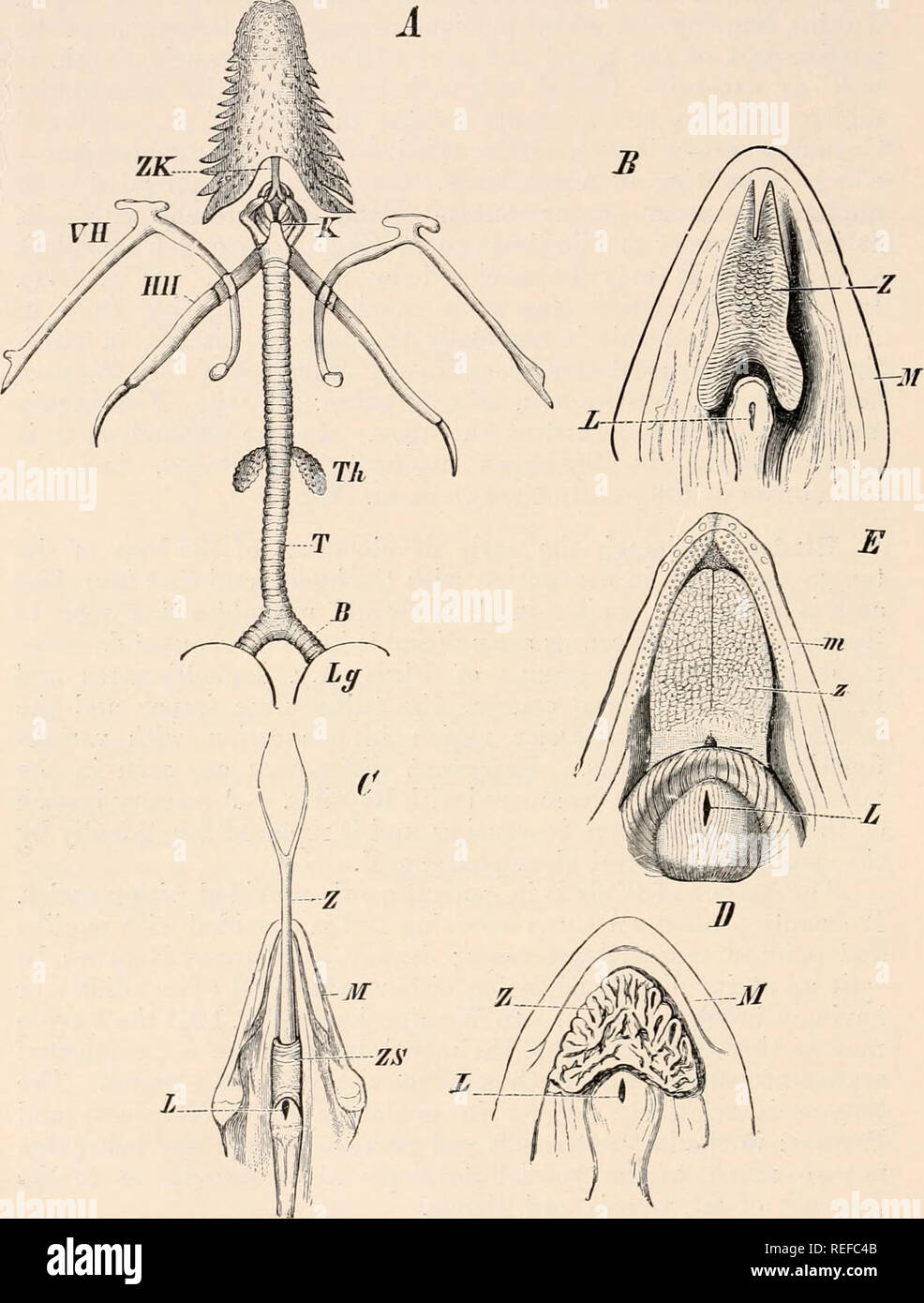 Gecko anatomie -Fotos und -Bildmaterial in hoher Auflösung – Alamy