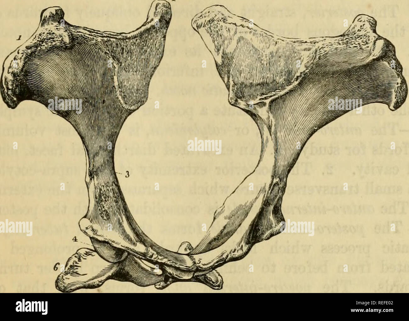 Hinterer beckenkamm -Fotos und -Bildmaterial in hoher Auflösung – Alamy