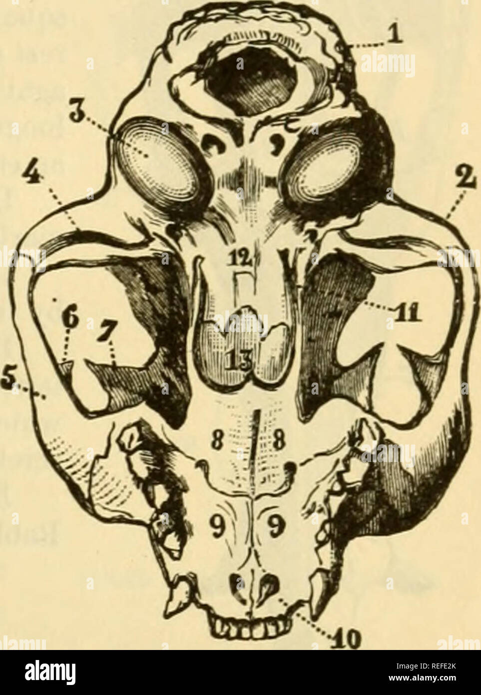 . Die vergleichende Anatomie der domestizierten Tiere. Pferde ...