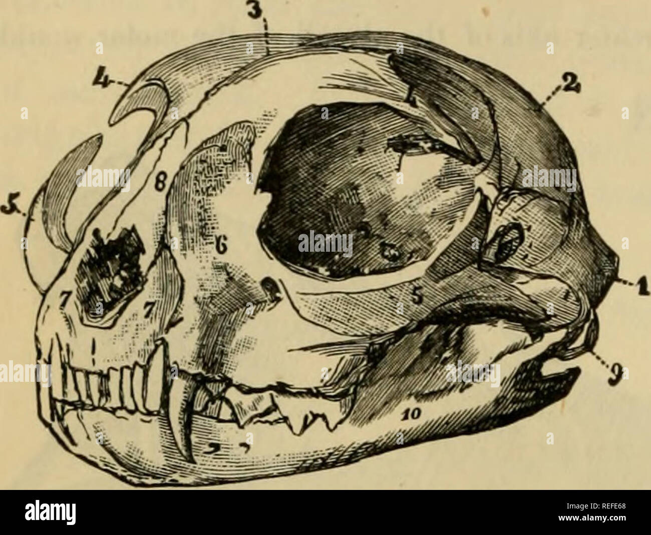 . Die vergleichende Anatomie der domestizierten Tiere. Veterinär ...