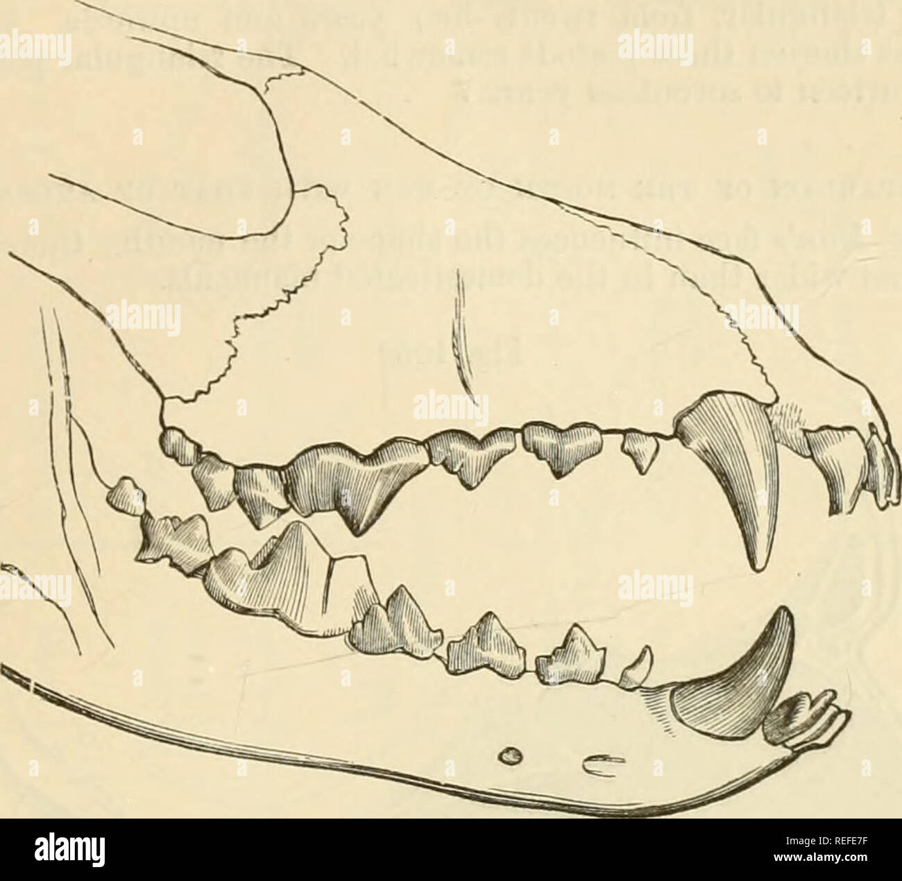 . Die vergleichende Anatomie der domestizierten Tiere. Veterinär ...
