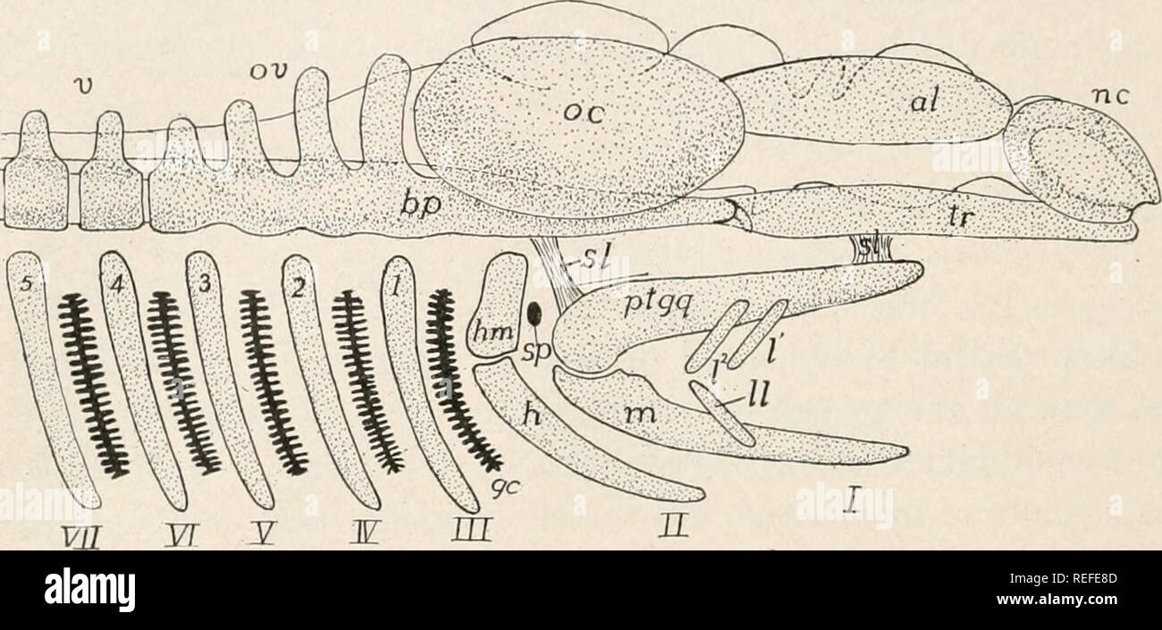 . Vergleichende Anatomie der Wirbeltiere. Anatomie, Vergleichende; Wirbeltiere - Anatomie. 62 ...