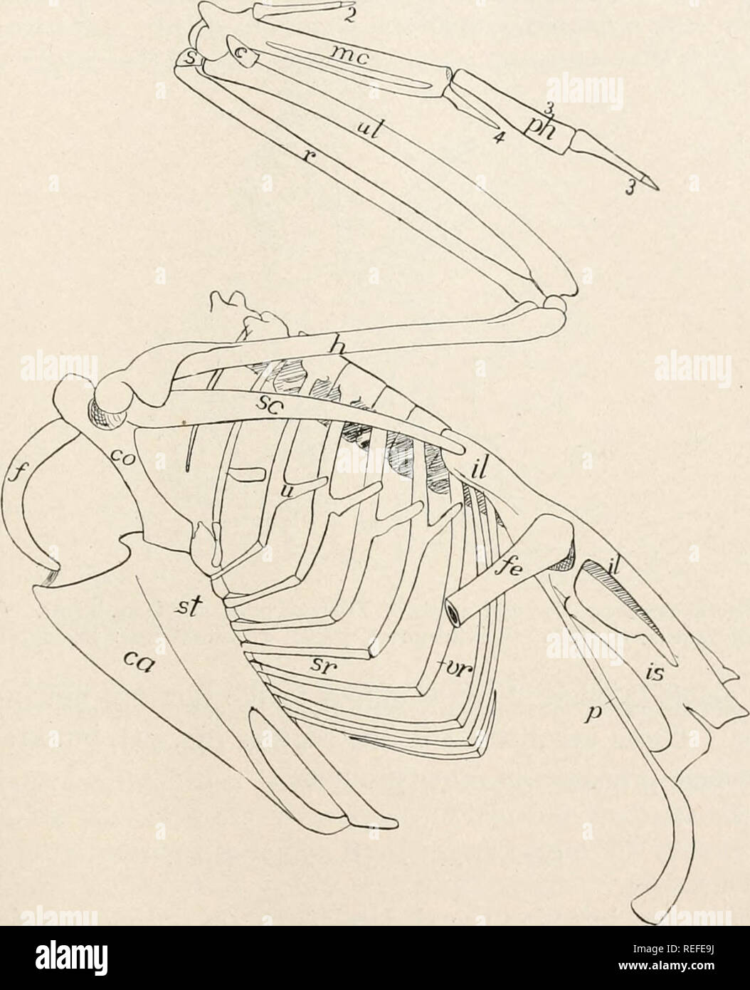 Goose skeleton -Fotos und -Bildmaterial in hoher Auflösung – Alamy