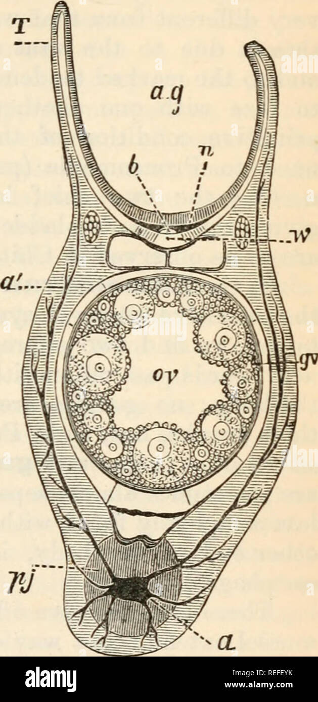 Seestern anatomie -Fotos und -Bildmaterial in hoher Auflösung - Seite 2 ...