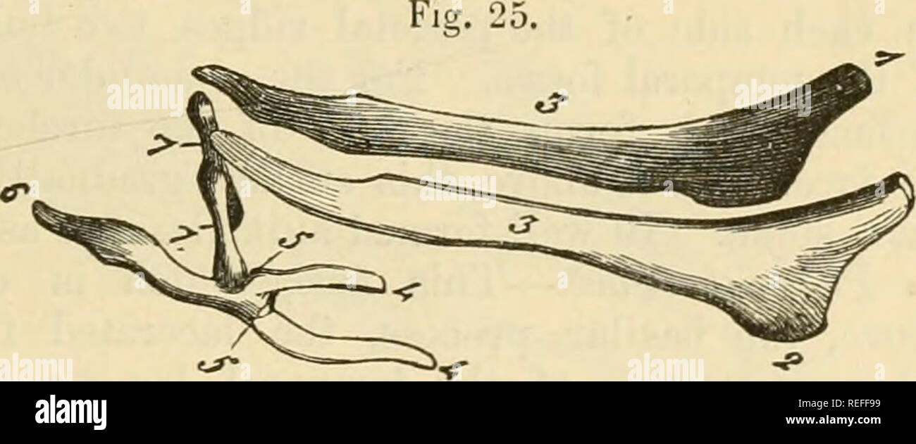 . Die vergleichende Anatomie der domestizierten Tiere. Veterinär ...