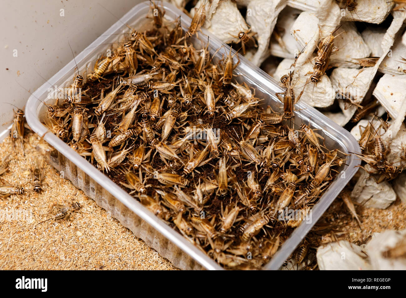 Gekochte grillen Stockfotos und -bilder Kaufen - Alamy