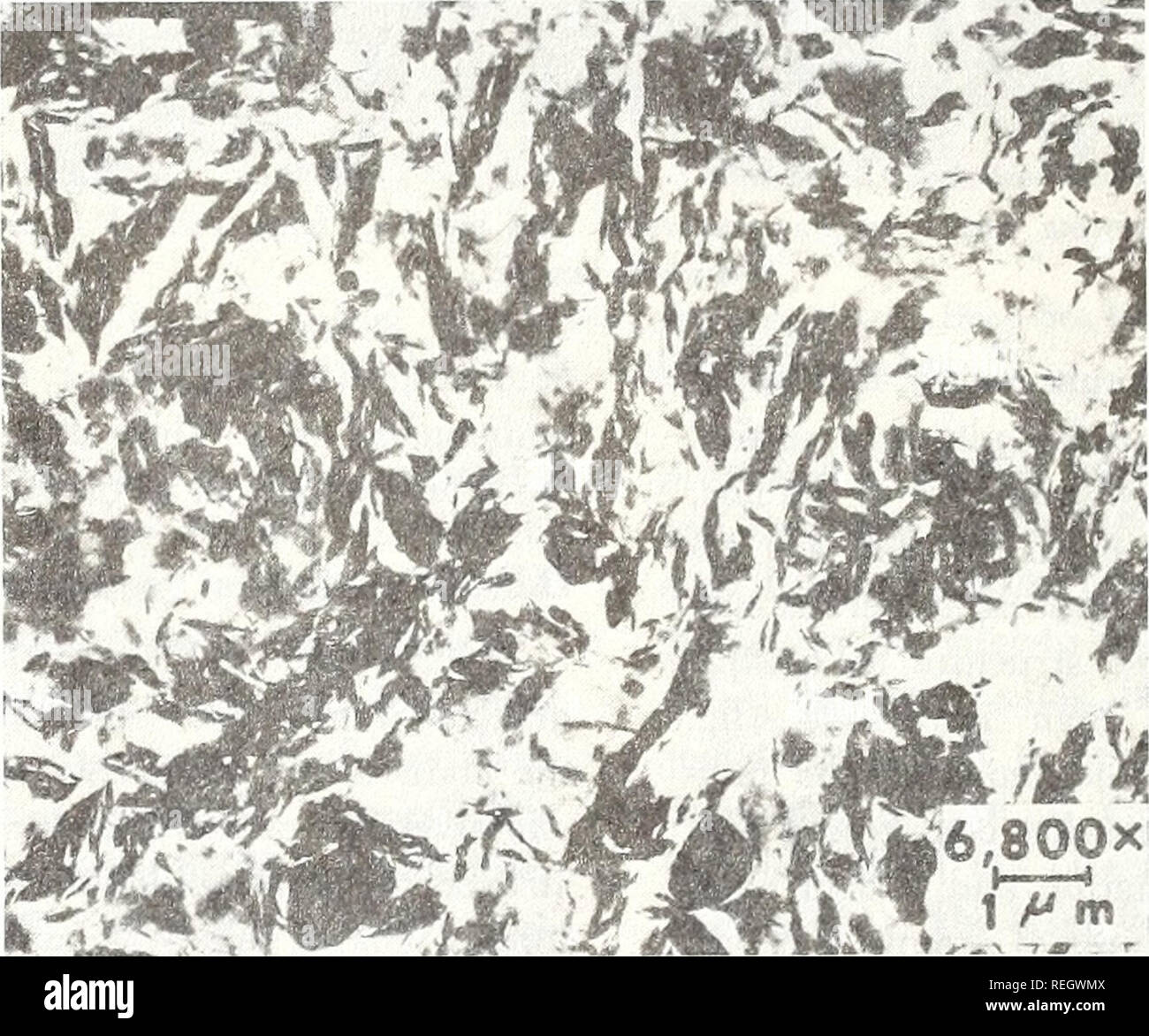 Tejido conjuntivo denso -Fotos und -Bildmaterial in hoher Auflösung – Alamy