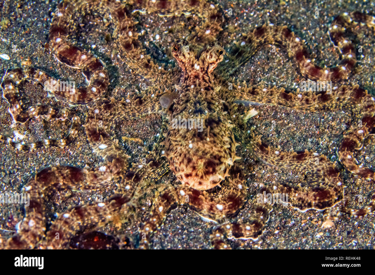 Mimic octopus -Fotos und -Bildmaterial in hoher Auflösung – Alamy