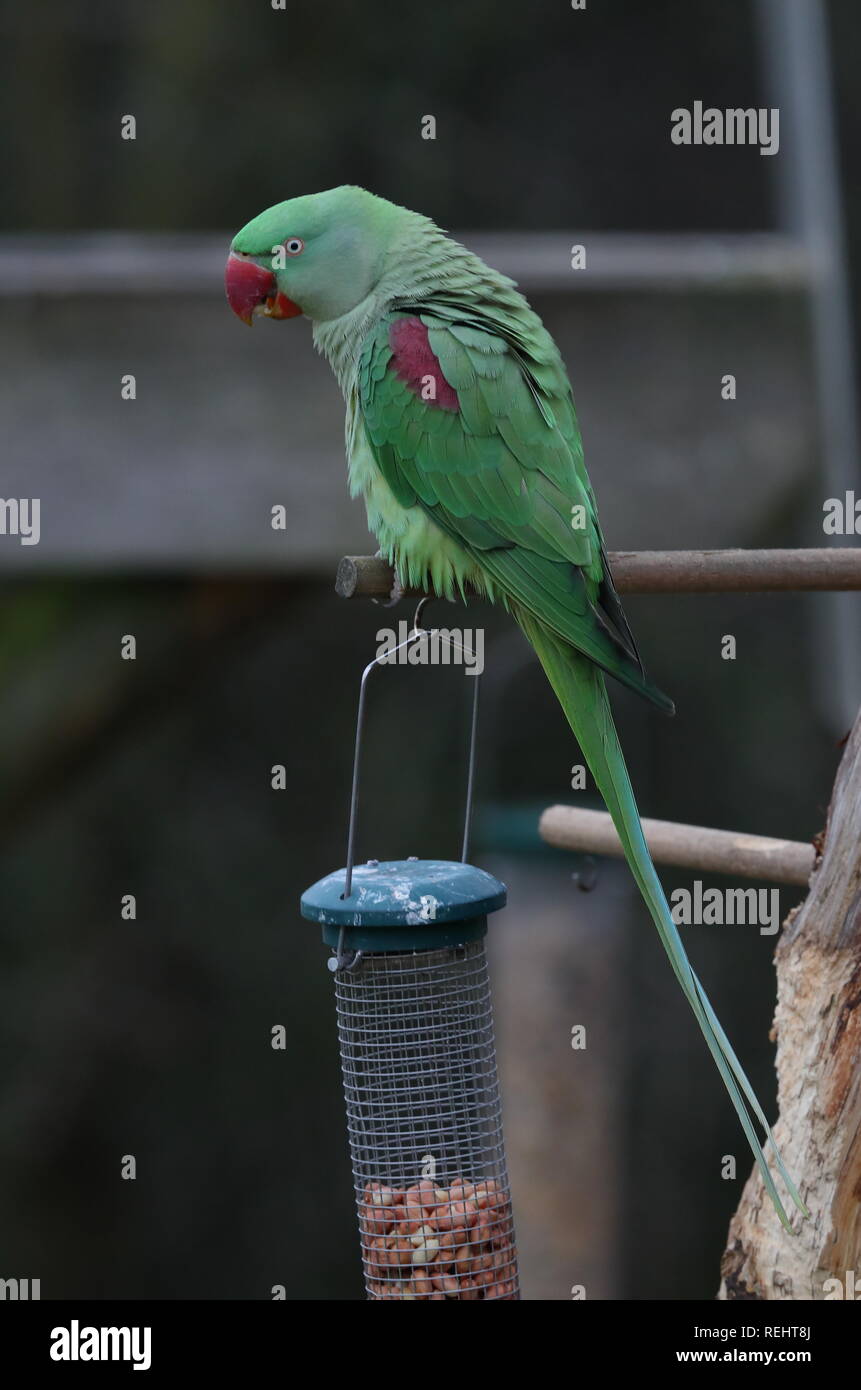 Sittich sittiche -Fotos und -Bildmaterial in hoher Auflösung – Alamy