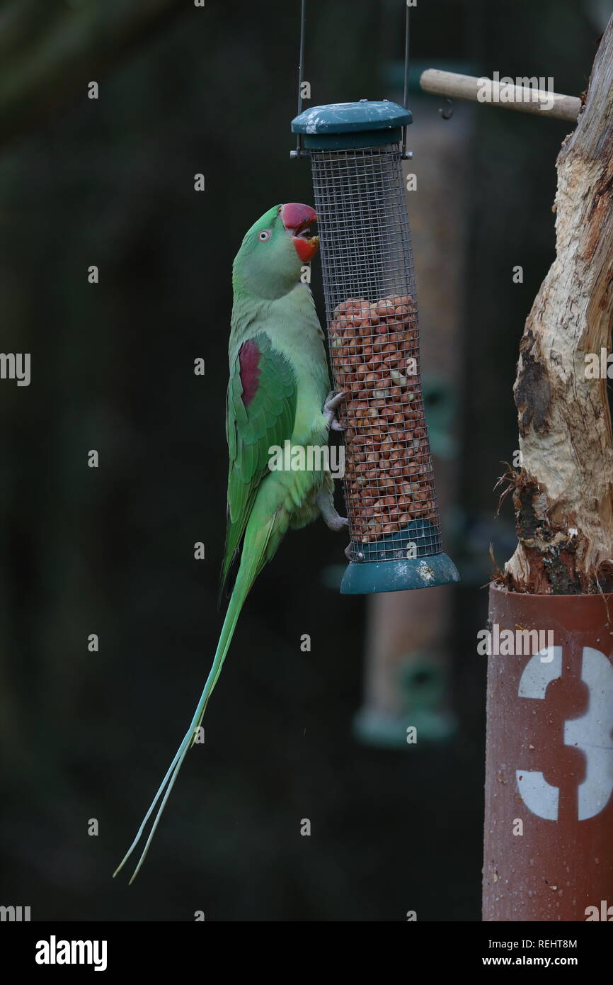 Sittich sittiche -Fotos und -Bildmaterial in hoher Auflösung – Alamy
