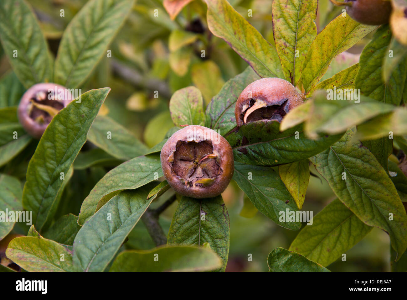 Mispel auf baum -Fotos und -Bildmaterial in hoher Auflösung – Alamy