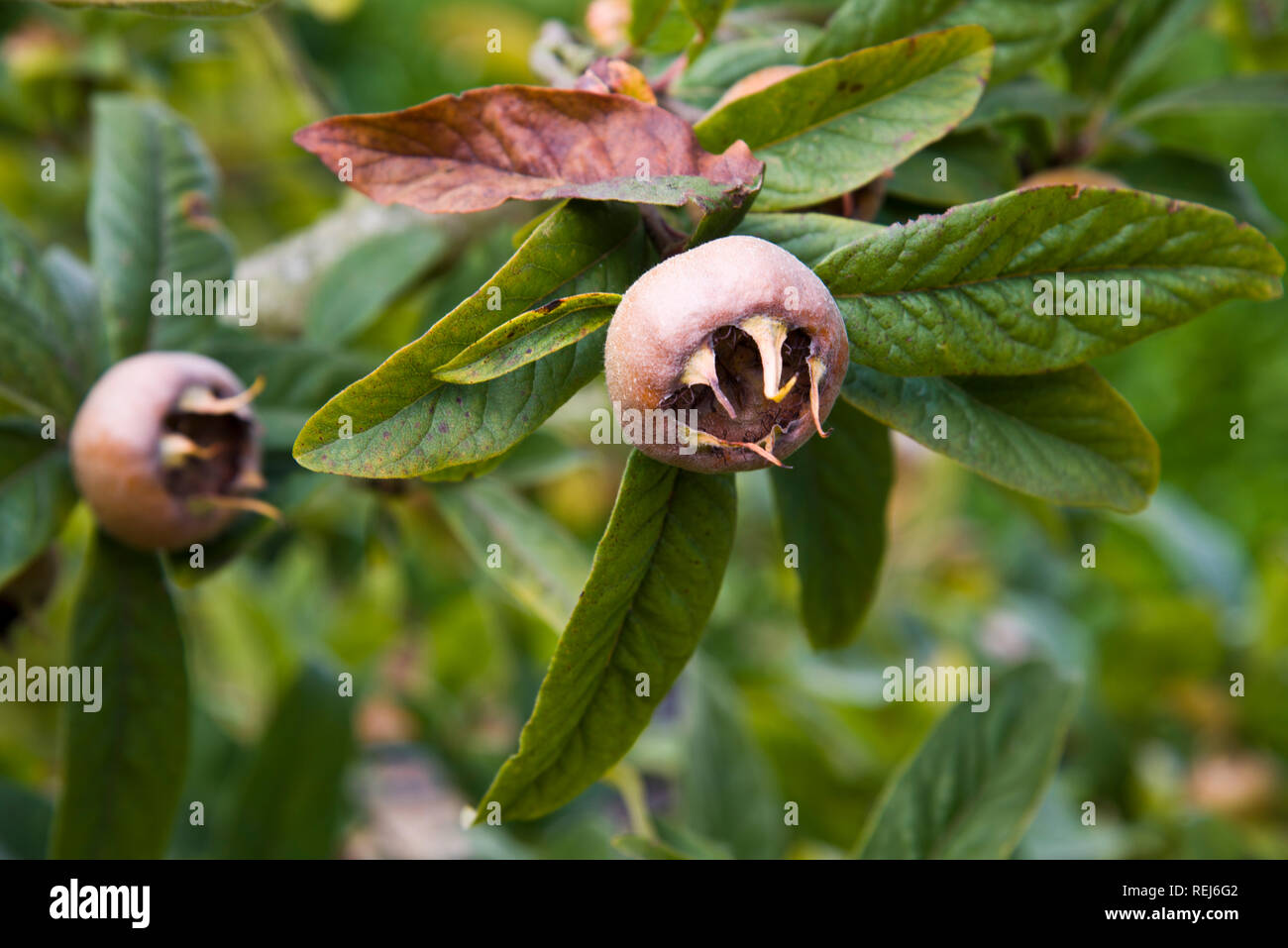 Mespilus Germanica Stockfotos und -bilder Kaufen - Alamy