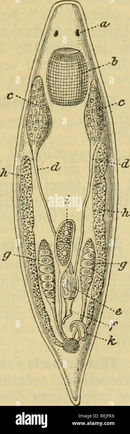 . Dr. Johannes Leunis Synopsis der thierkunde. Ein Handbuch für hÃ ...