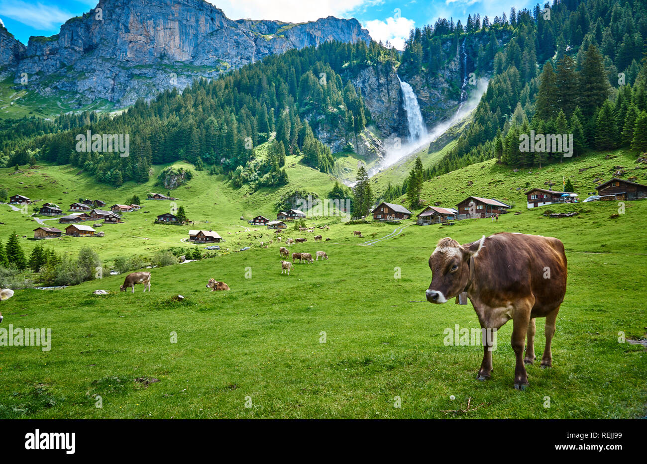 Schönes Landschaftspanorama von Schweizer Alpen, mit Kühen, Wasserfall ...