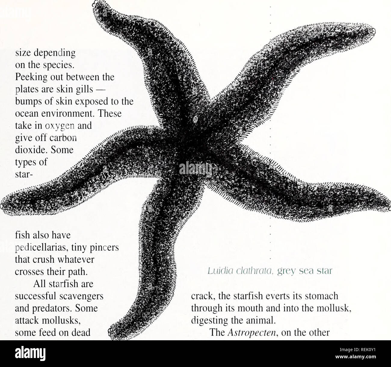 Starfish growing arm -Fotos und -Bildmaterial in hoher Auflösung – Alamy